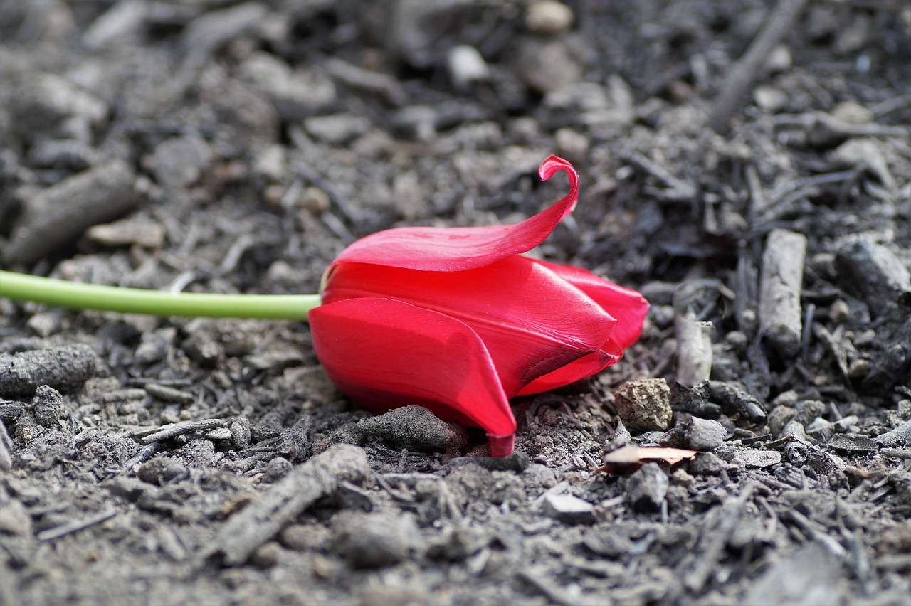 Los 5 Artículos de la Remonstrancia de 1610 – Pensamiento Pentecostal ...